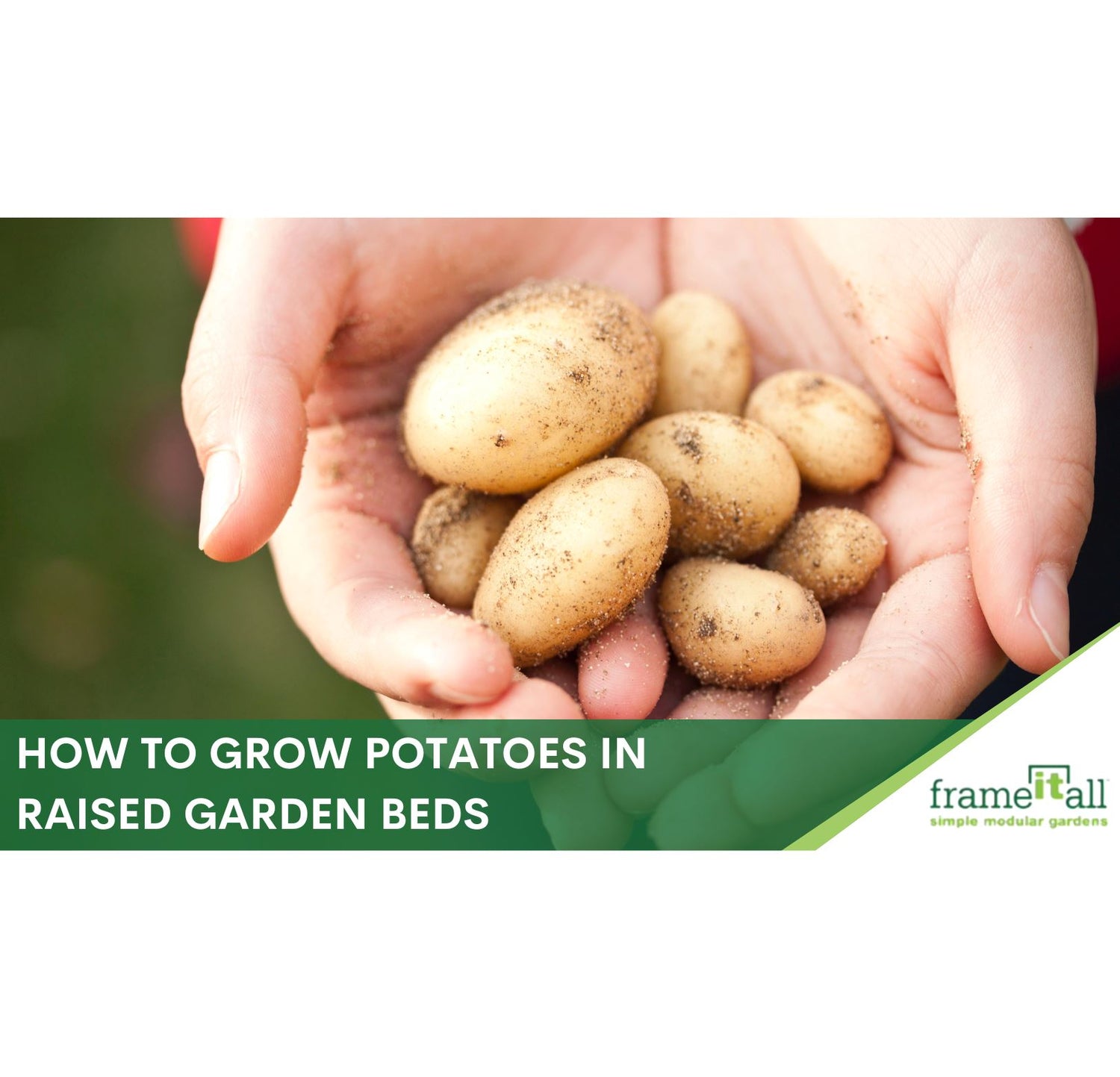 Your Full Guide To Growing Potatoes In Raised Beds - Frame It All